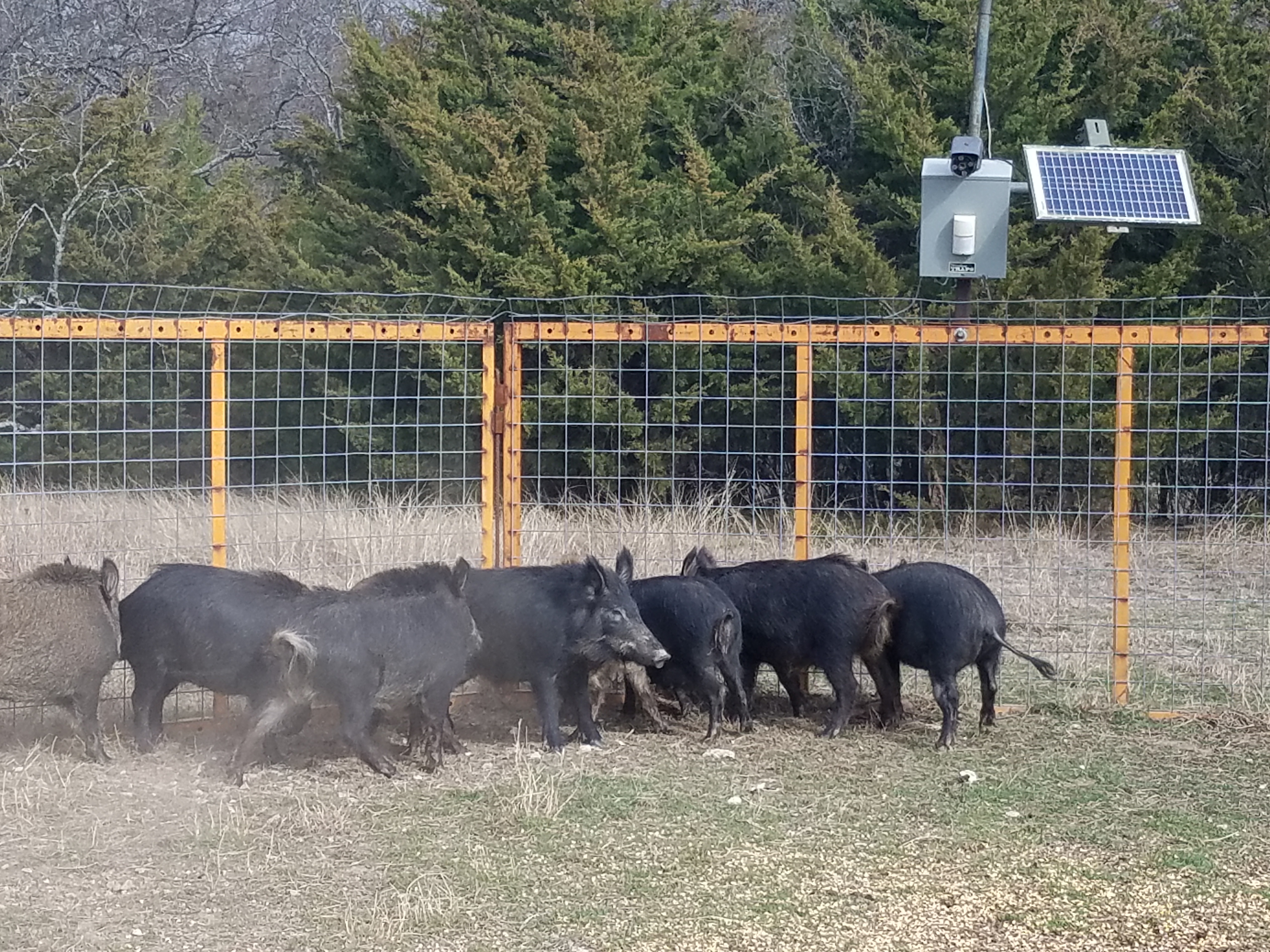 Trapping Feral Hogs